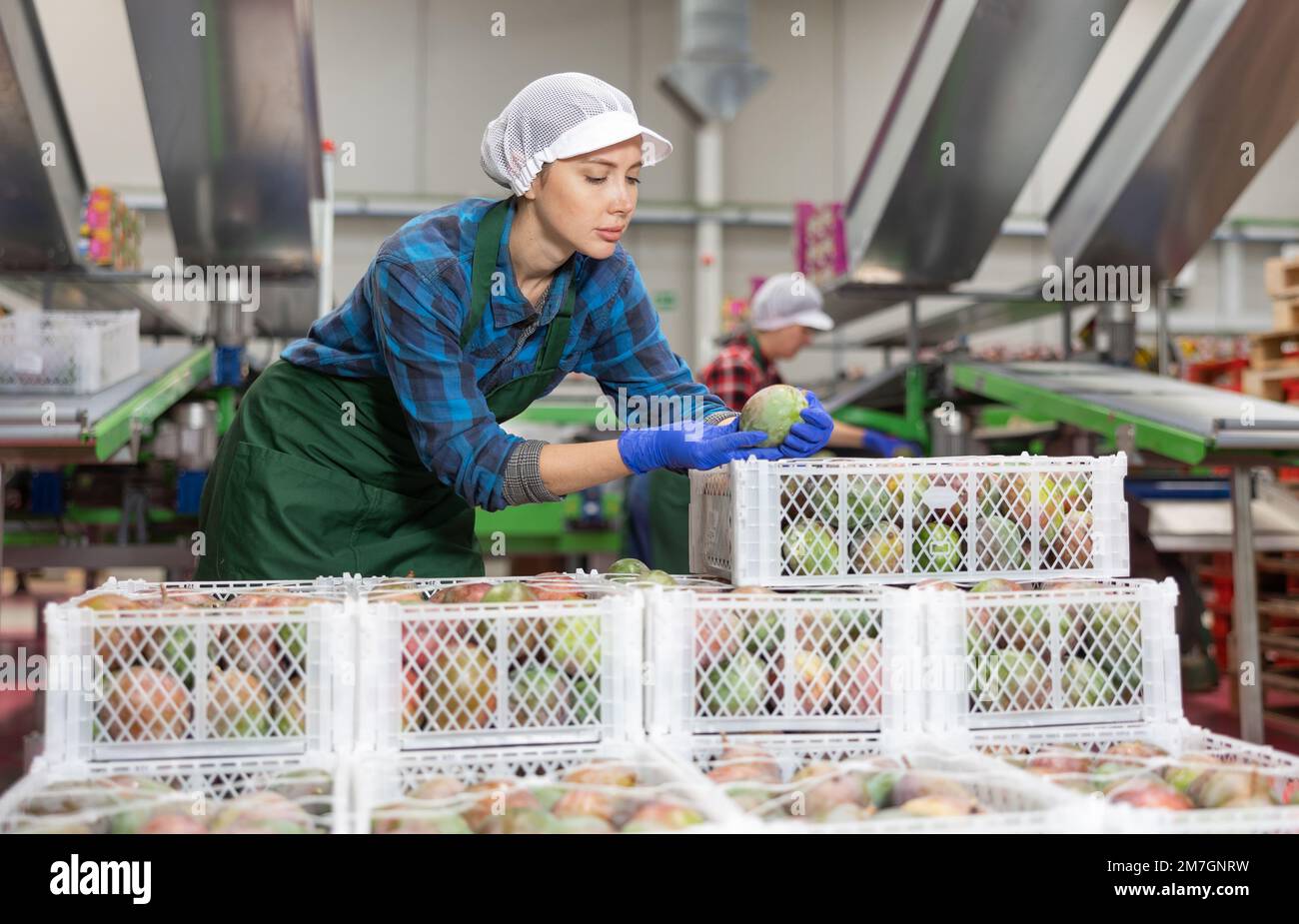 Workwoman checking selected mangoes in boxes in fruit warehouse Stock ...