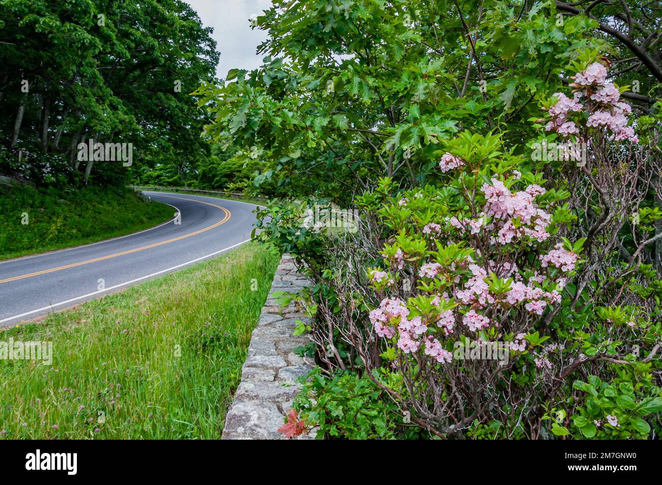 Mountain Laurel Along Skyline Drive, Virginia USA, Virginia Stock Photo ...