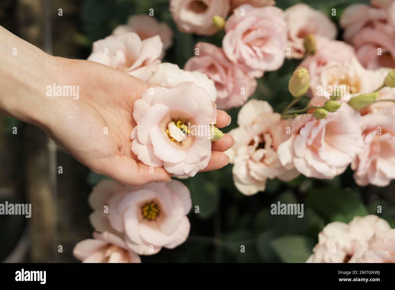 Woman hands close up touching pink pale flowers. Flower background ...