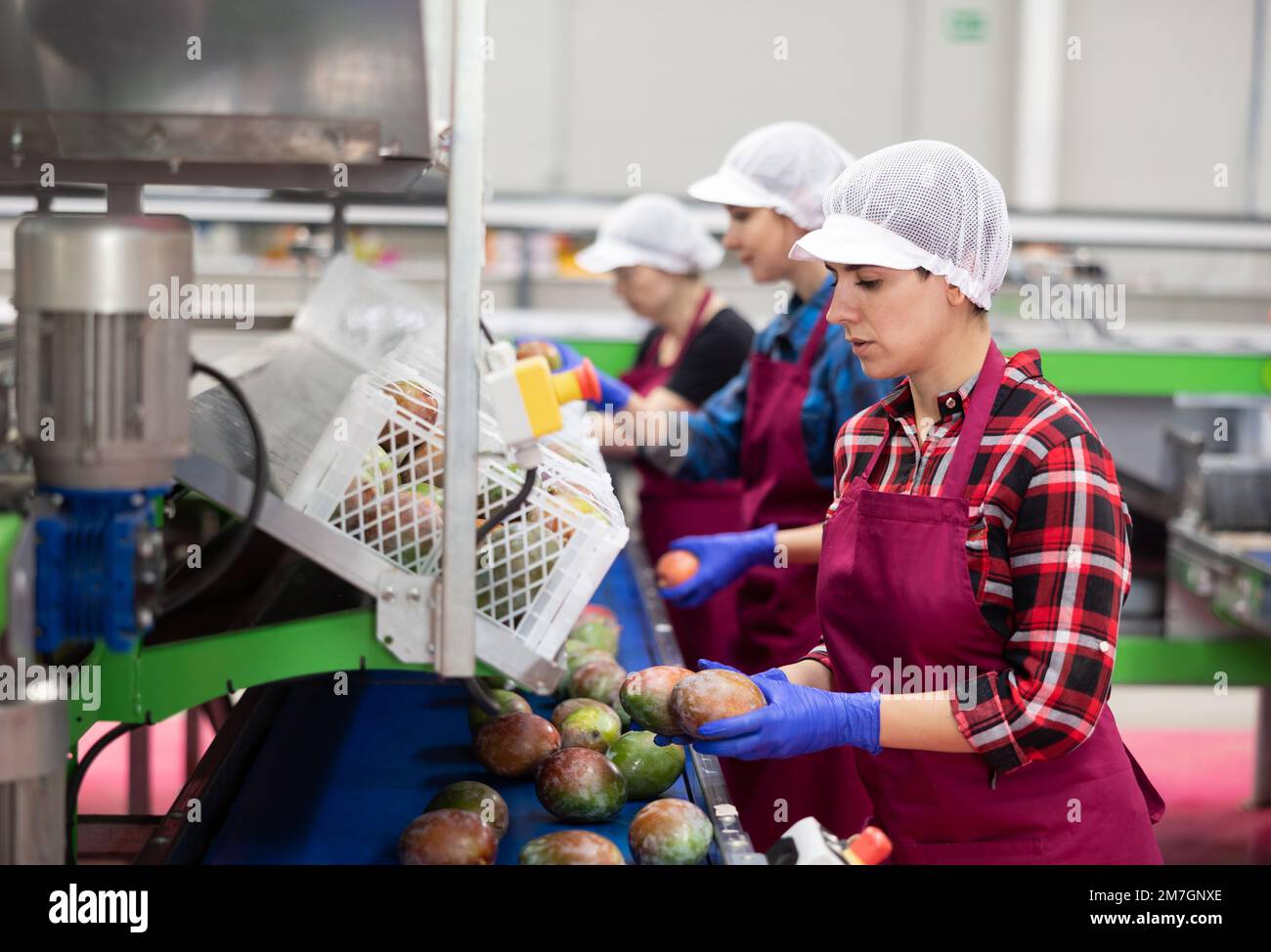 Woman working on fruit sorting line at warehouse, checking quality of ...