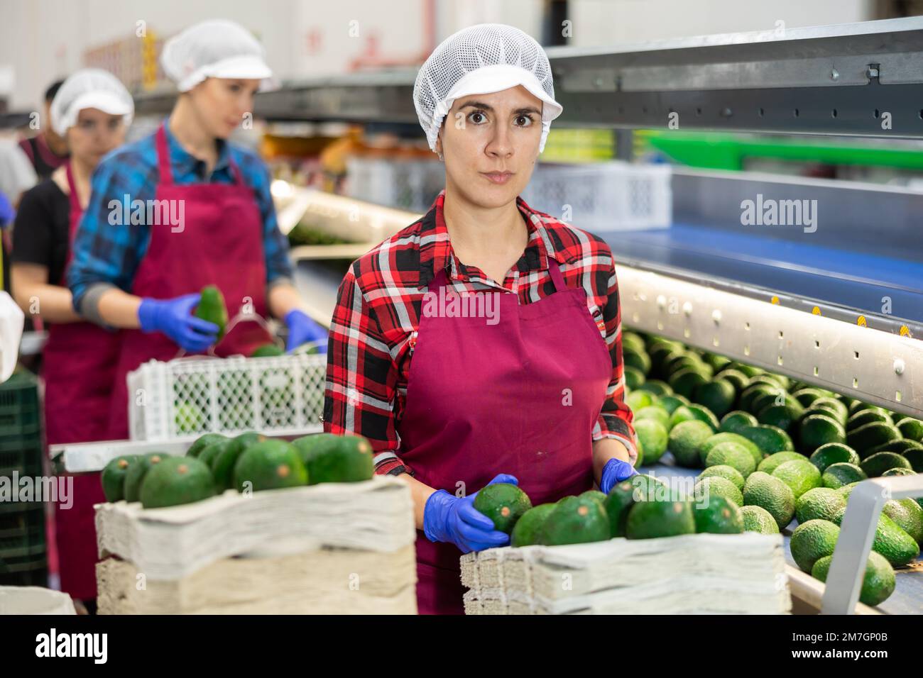 Hispanic woman sorting and packing Hass avocados on conveyor line Stock ...