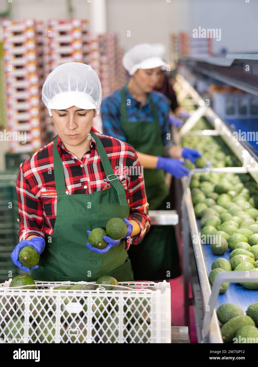 Skilled female employee in uniform inspecting quality of avocado in box ...