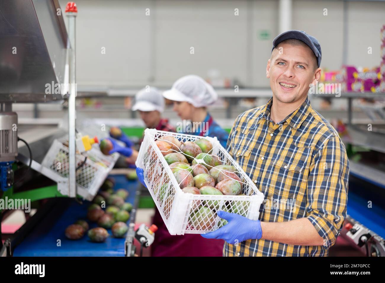 Worker carries boxes of mango fruits at factory Stock Photo - Alamy