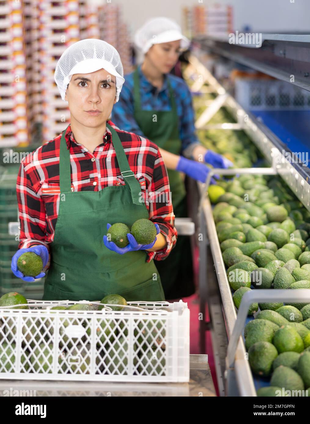 Hispanic woman sorting and packing ripe Hass avocados Stock Photo - Alamy