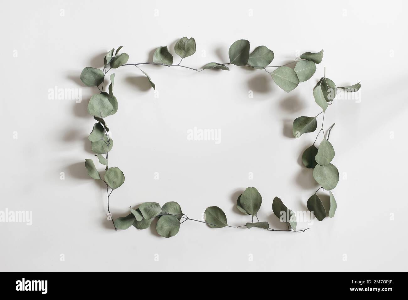 Minimal floral frame made of dry eucalyptus tree leaves and branches ...