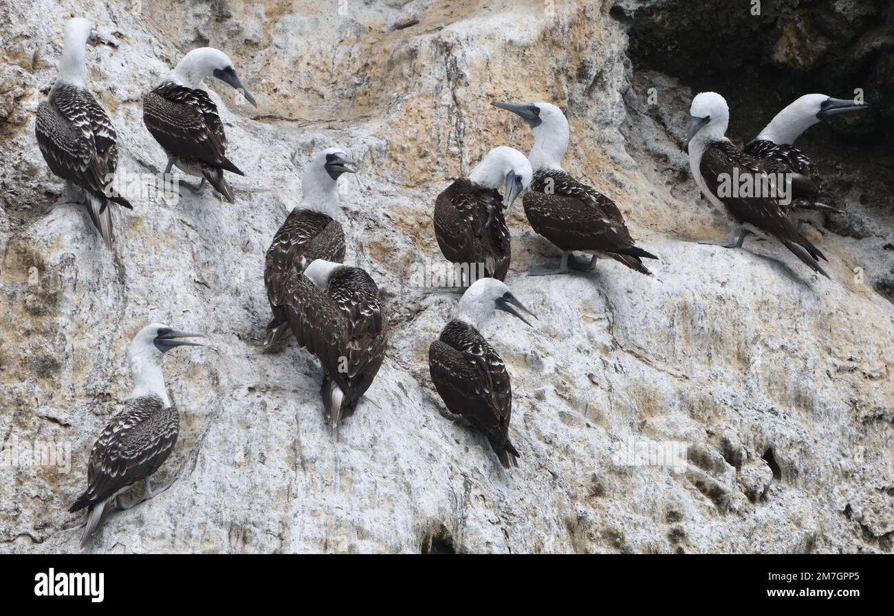 Peruvian boobys (Sula variegata) on the guano covered rocks of La Isla ...