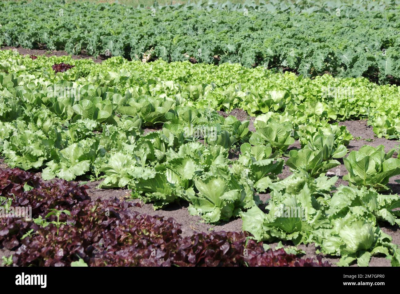 Vegetable cabbage (Brassica oleracea var. sabellica L.), lettuce plants ...