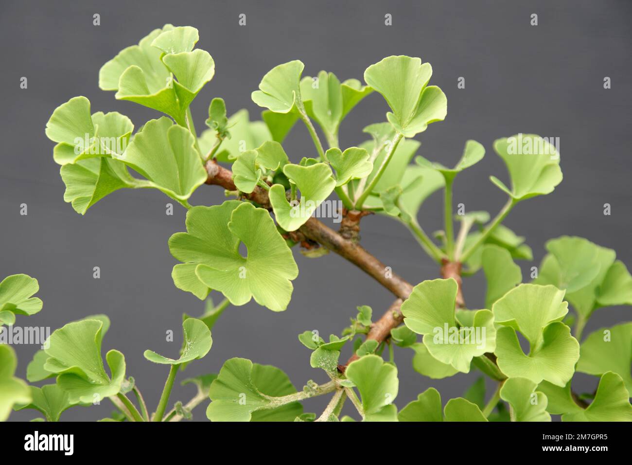 Ginkgo, leaves, branch, medicine, close-up of fan-shaped leaves of the ...