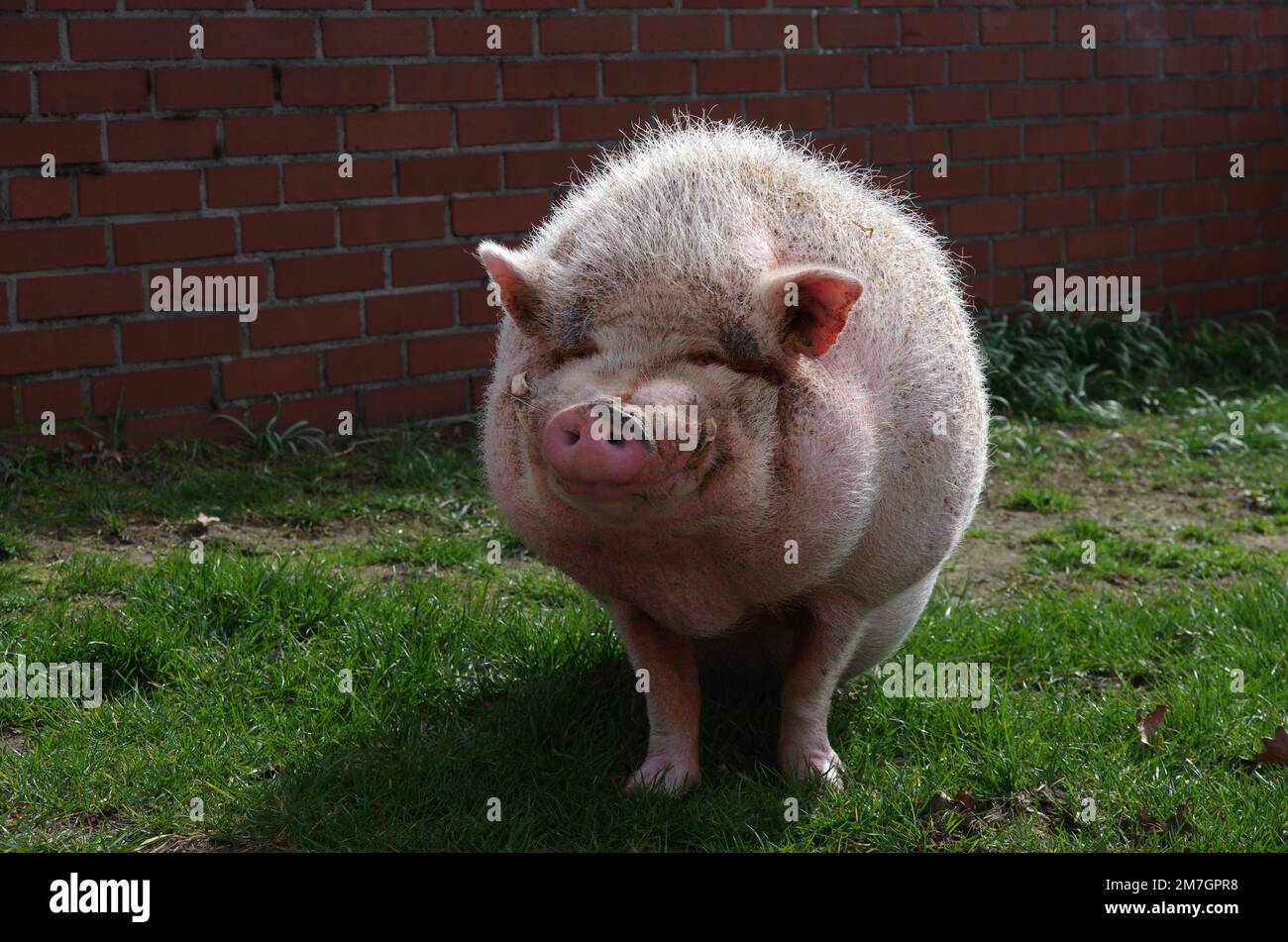 Domestic pig (Sus scrofa domesticus), pot-bellied pig, male, single ...