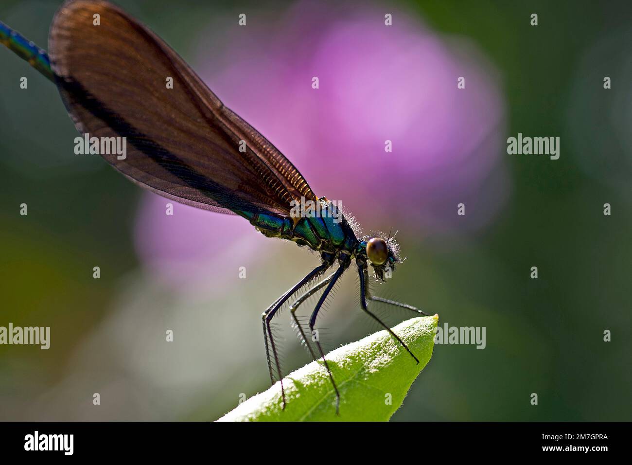 Close-up, broad-winged damselflies (Calopterygidae), Dragonflies, Colours, outdoors, A colourful ...