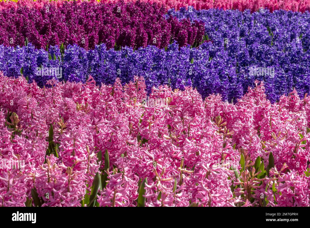 Bed with hyacinths (Hyacinthus) in different colours Keukenhof, Lisse ...