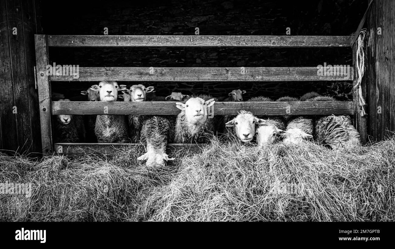 Herdwick sheep in barn Stock Photo - Alamy