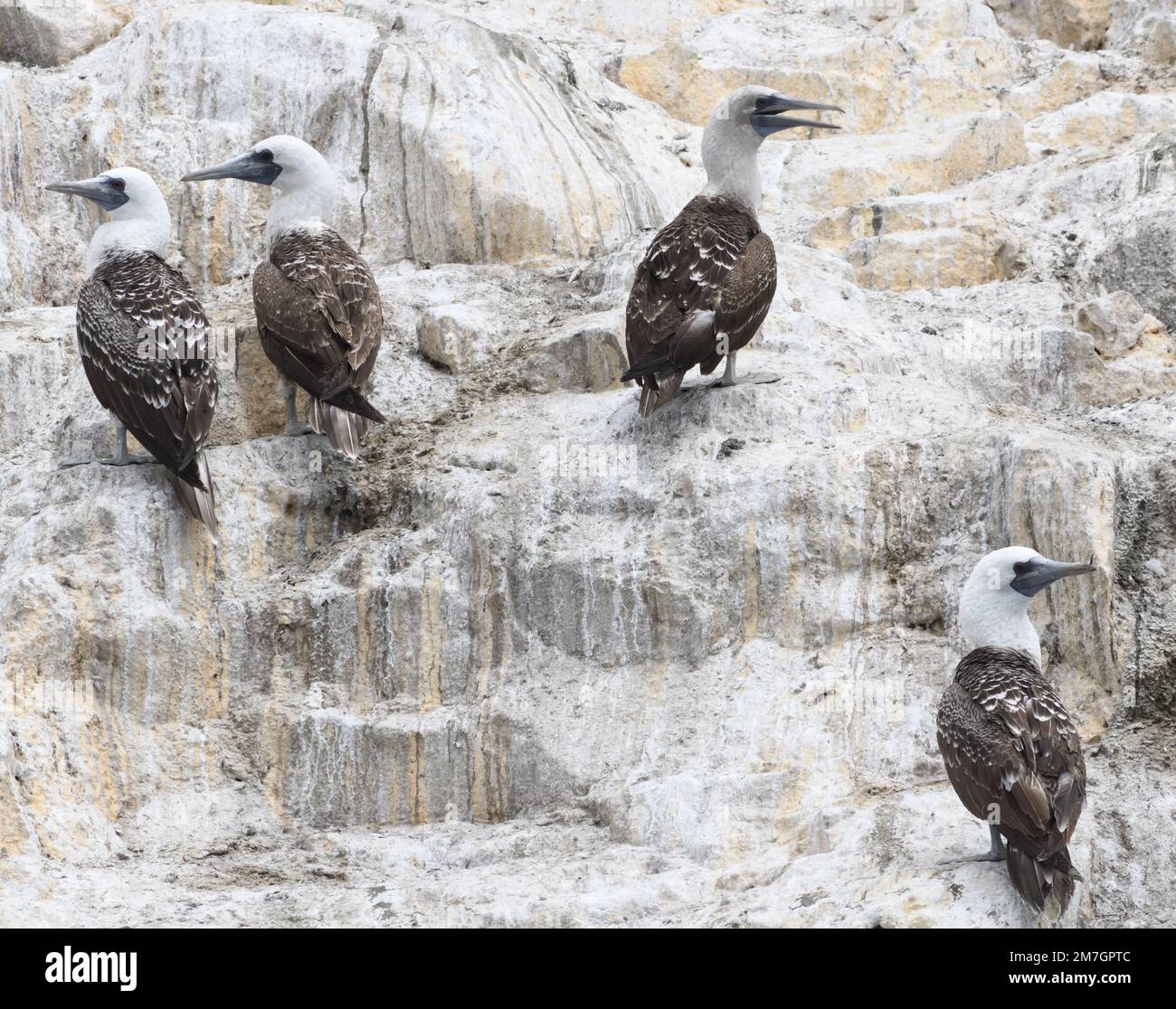 Peruvian boobys (Sula variegata) on the guano covered rocks of La Isla ...