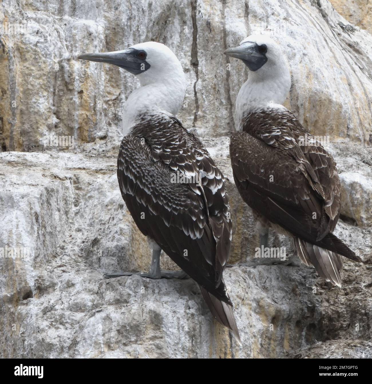 Peruvian boobys (Sula variegata) on the guano covered rocks of La Isla ...