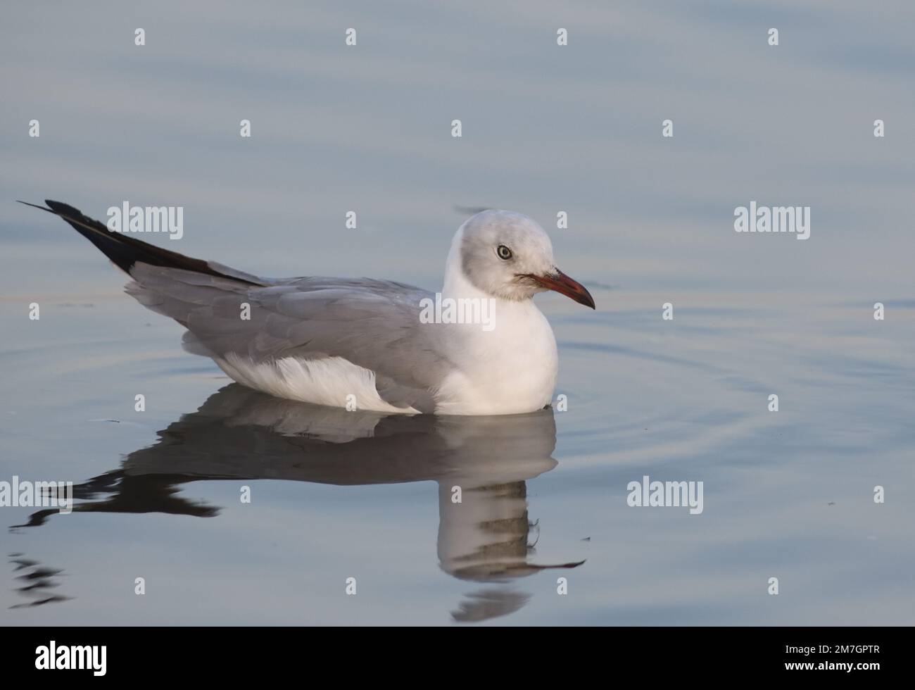A grey-hooded gull (Chroicocephalus cirrocephalus) floating in shallow ...