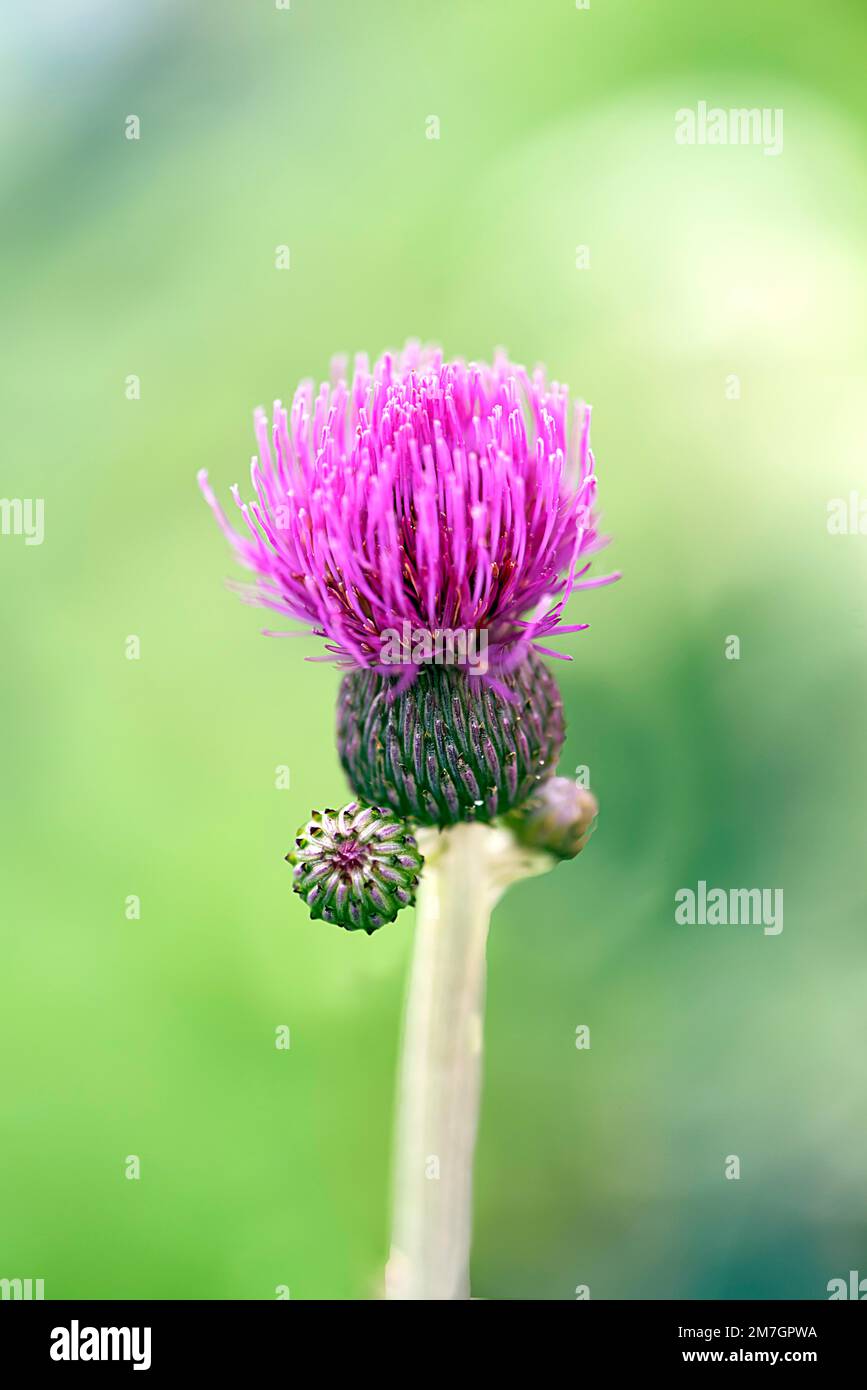 Thistle brook hi-res stock photography and images - Alamy