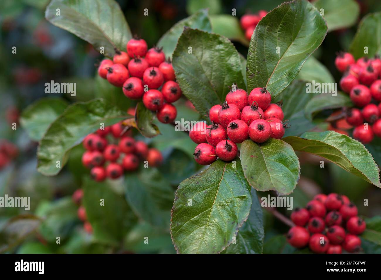 Fruits of the leather-leaved hawthorn or apple thorn (Crataegus x ...