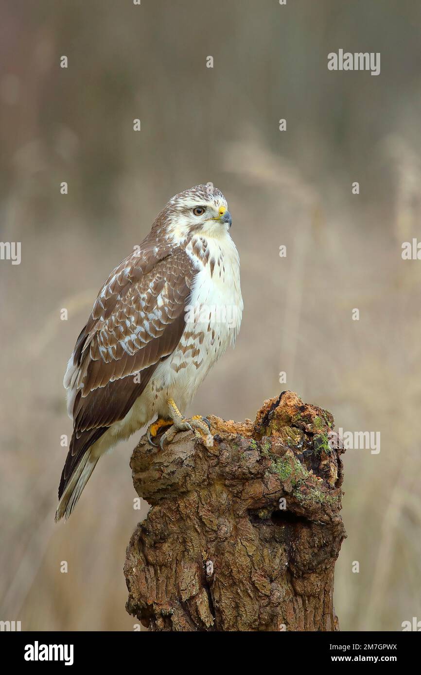 Light morph variety hi-res stock photography and images - Alamy