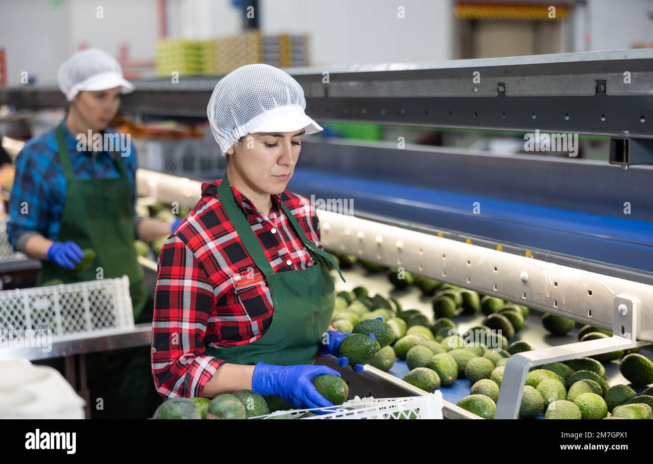Hispanic woman sorting and packing Hass avocados on conveyor line Stock ...