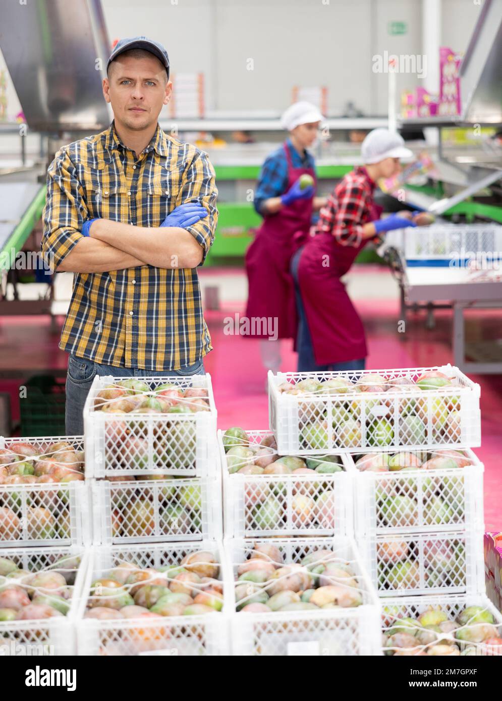 Confident farmer standing near boxes with selected mangoes on sorting ...