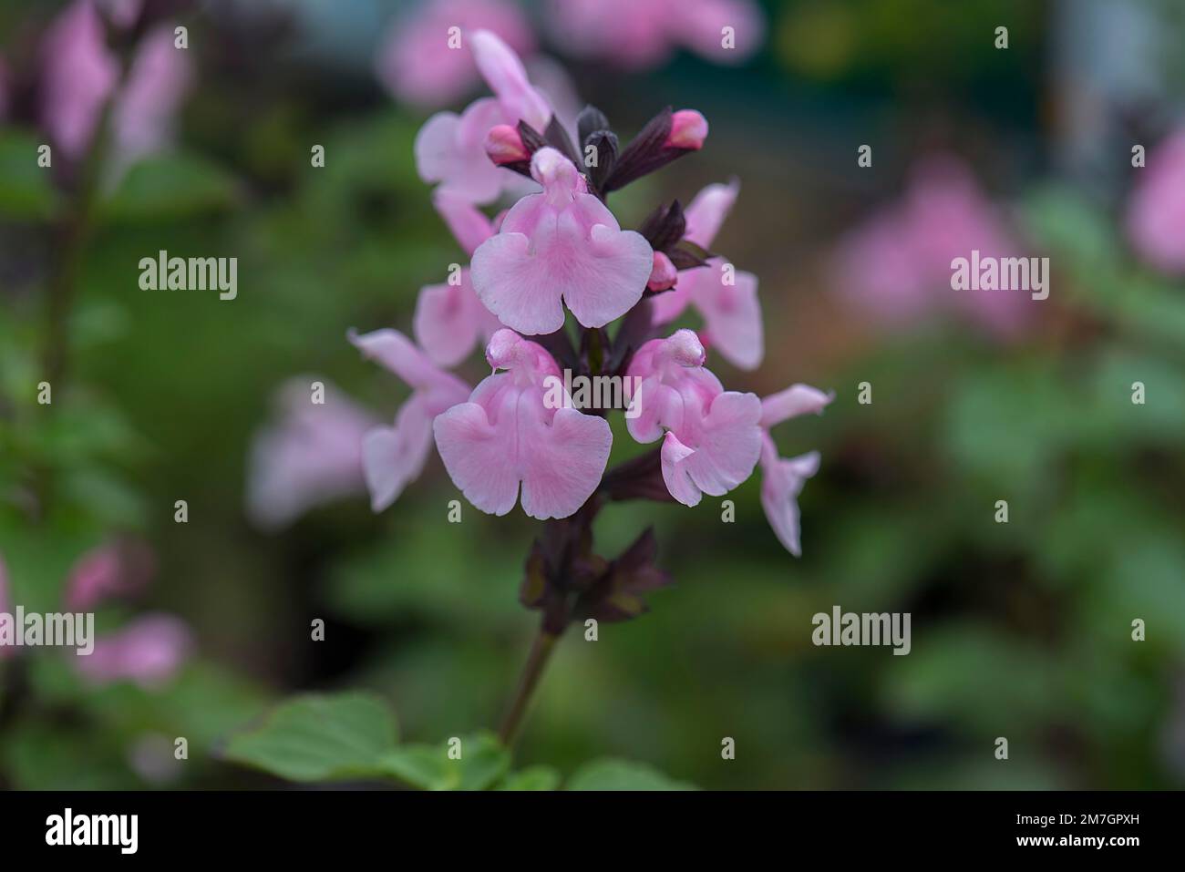 Sage tree hi-res stock photography and images - Alamy
