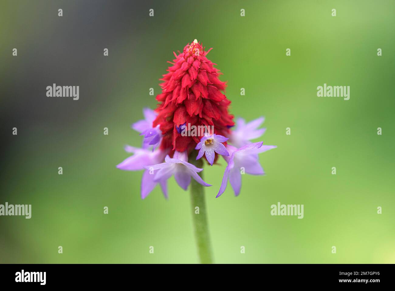 Orchid primrose (Primula vialii), Bavaria, Germany Stock Photo - Alamy