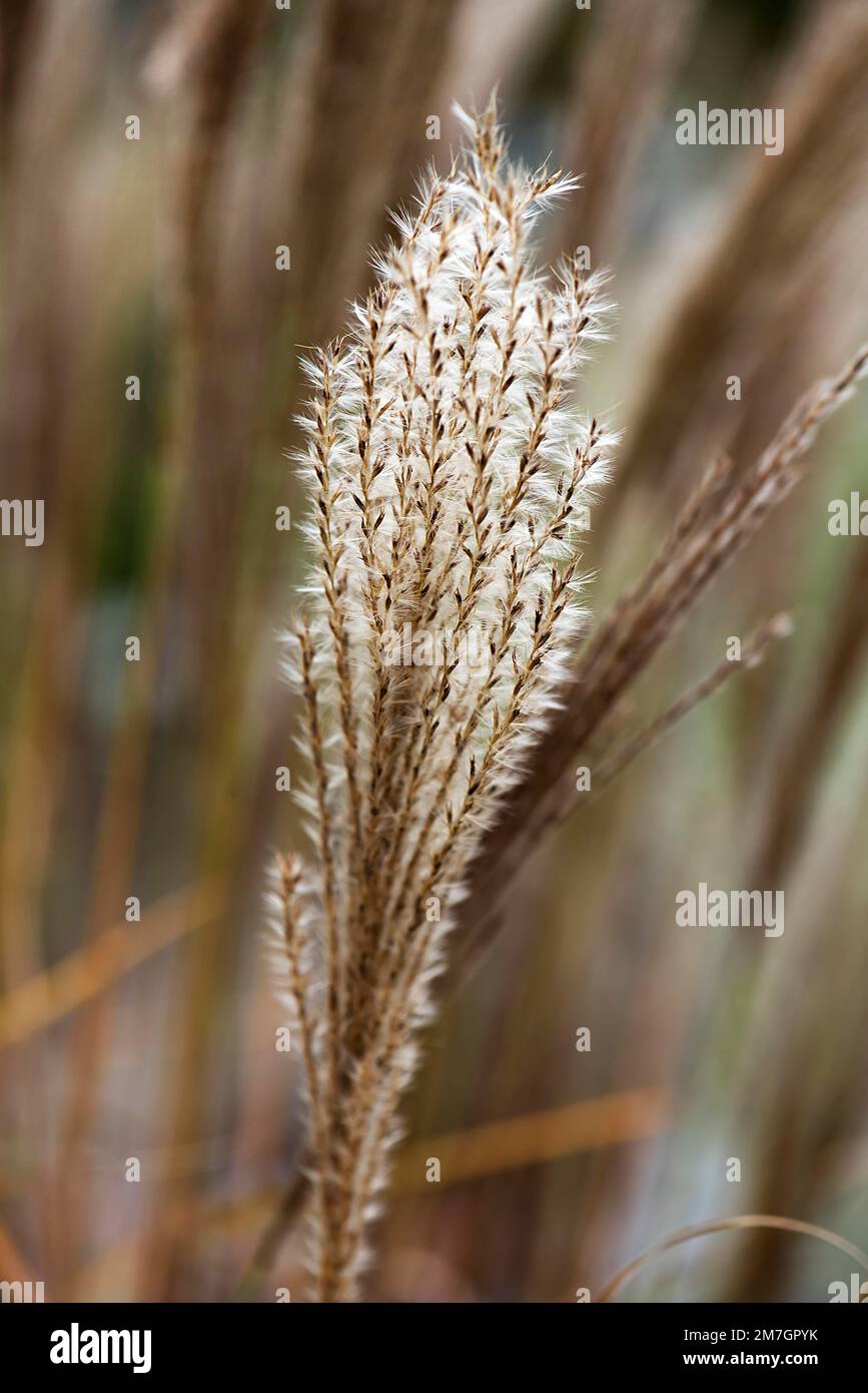 Garden Chinese reed (Miscanthus sinensis), Bavaria, Germany Stock Photo ...