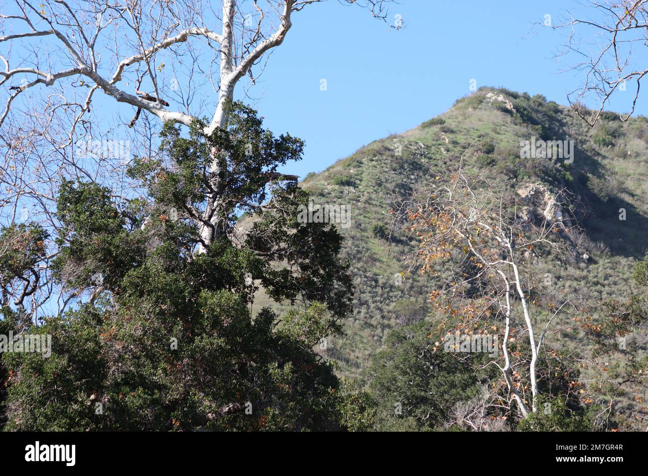 Riparian habitats hi-res stock photography and images - Alamy