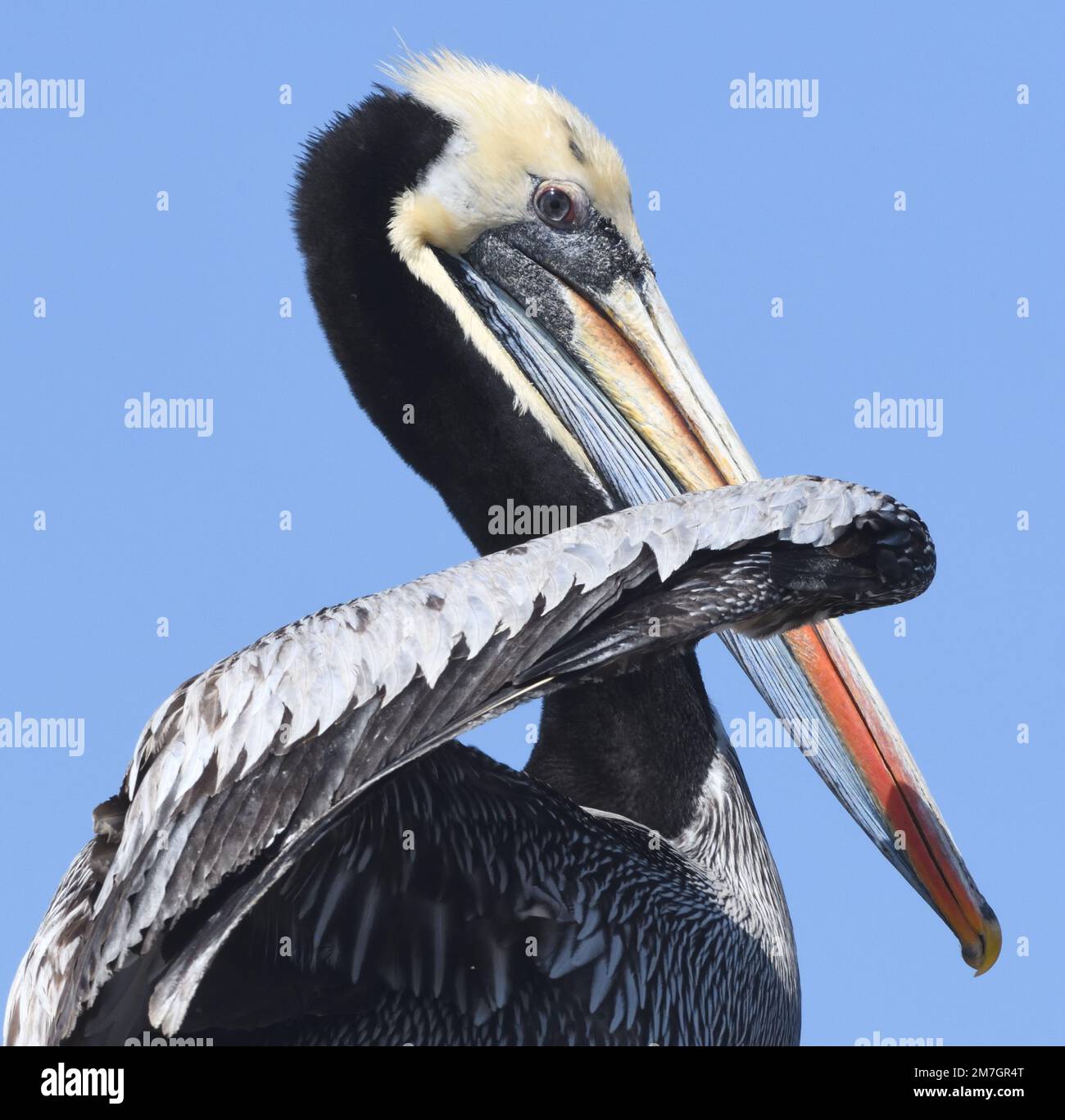 A peruvian pelican (Pelecanus thagus) preening. Ballestas Islands ...