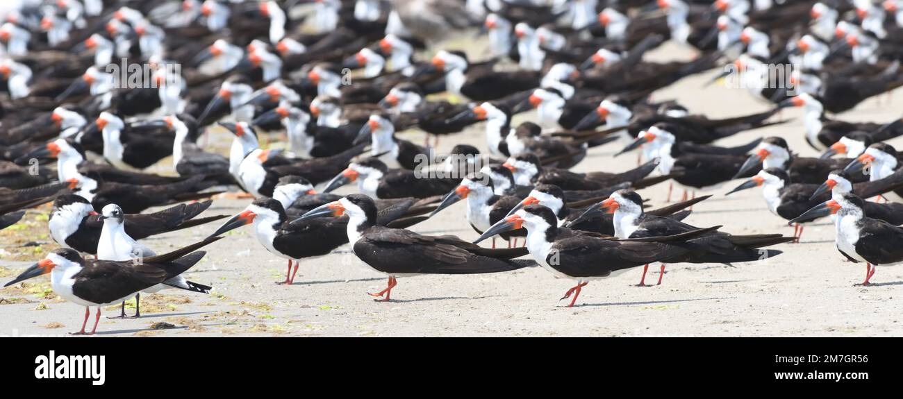 Black skimmers (Rynchops niger) congregate on the sandy beach at ...