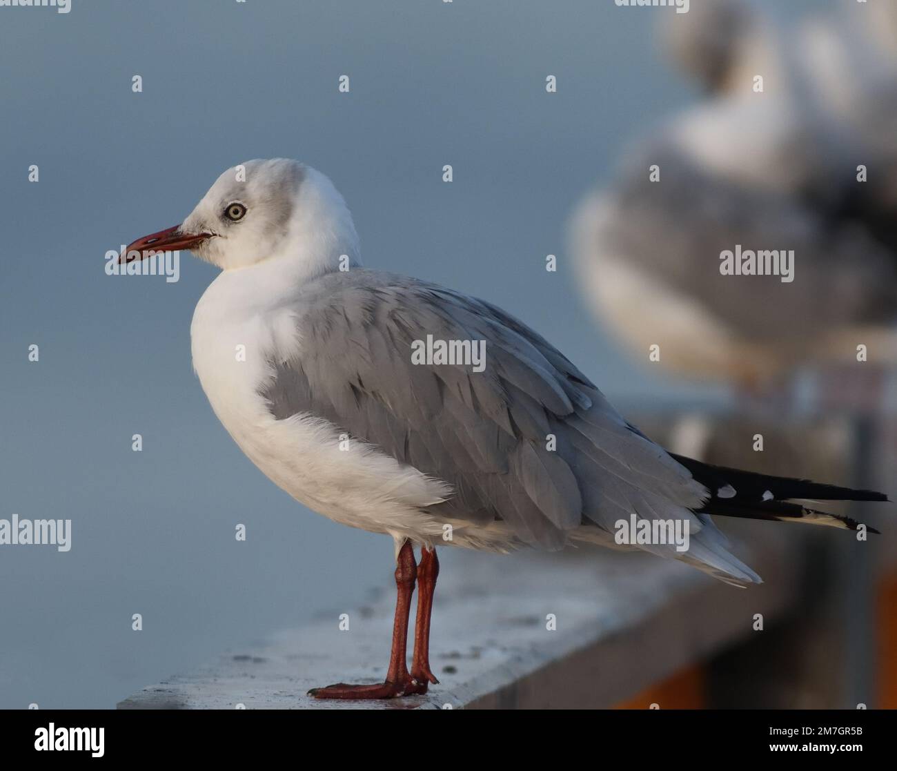 A grey-hooded gull (Chroicocephalus cirrocephalus) stands on a beach ...