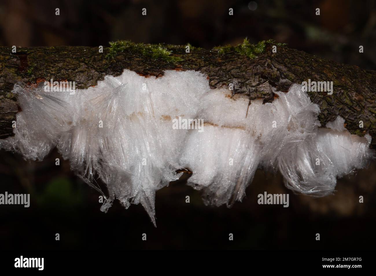 Hair ice fruit body white wavy ice needles on branch Stock Photo - Alamy