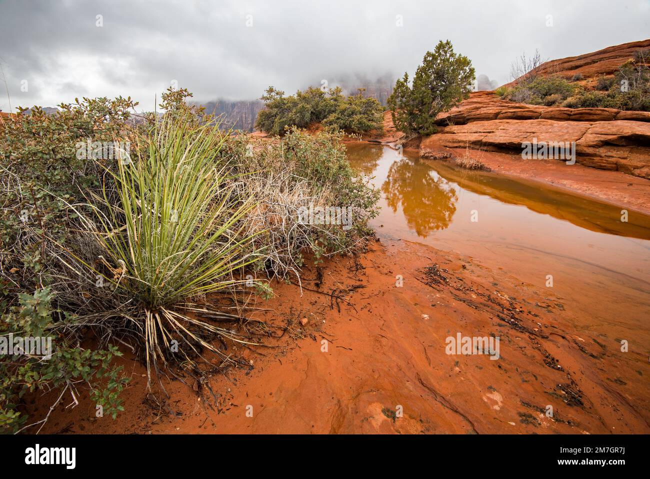 Life giving water pockets in the petrified sand dunes in Snow Canyon ...