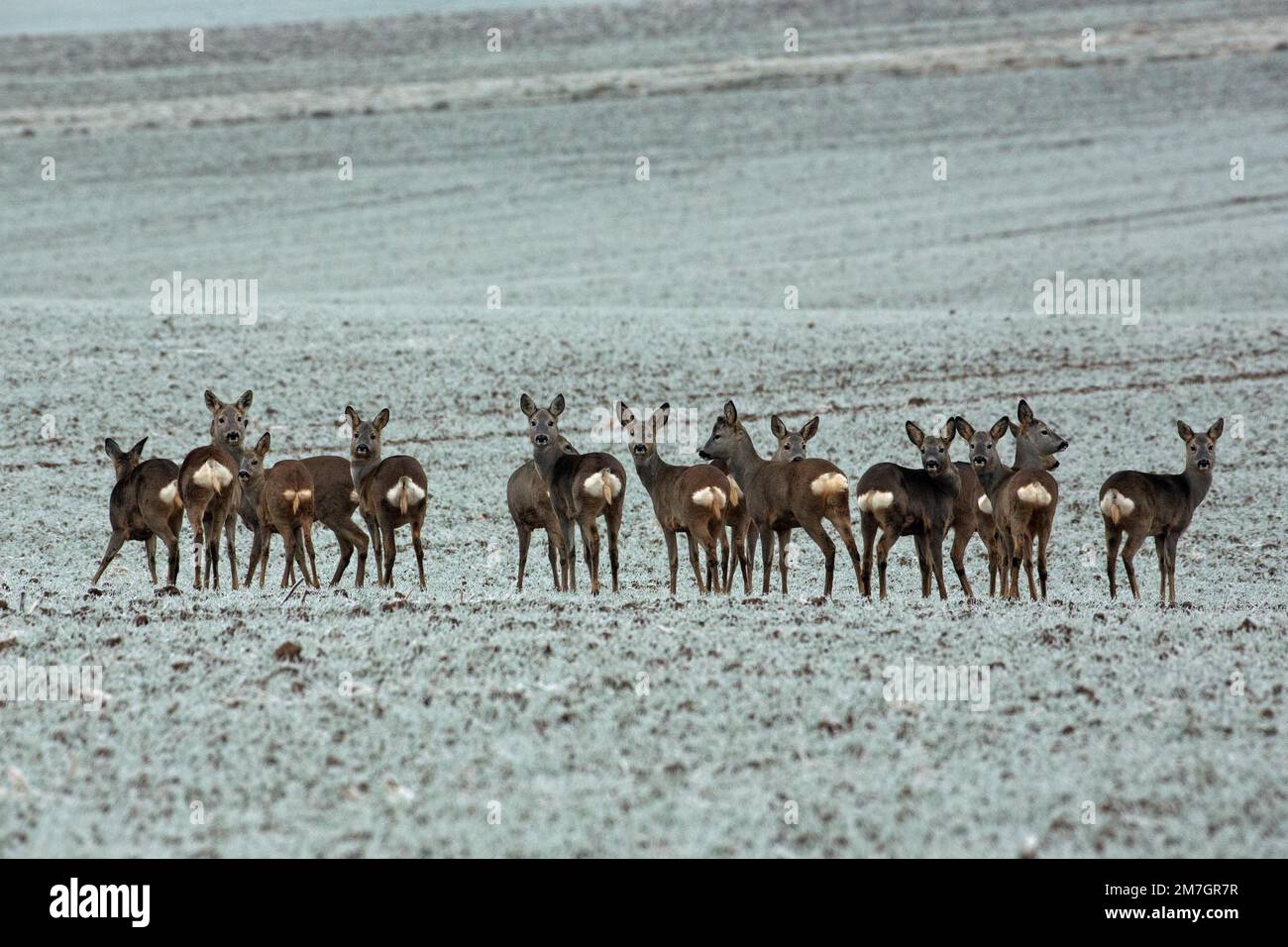 Roe deer group with many animals in field with snow standing different ...