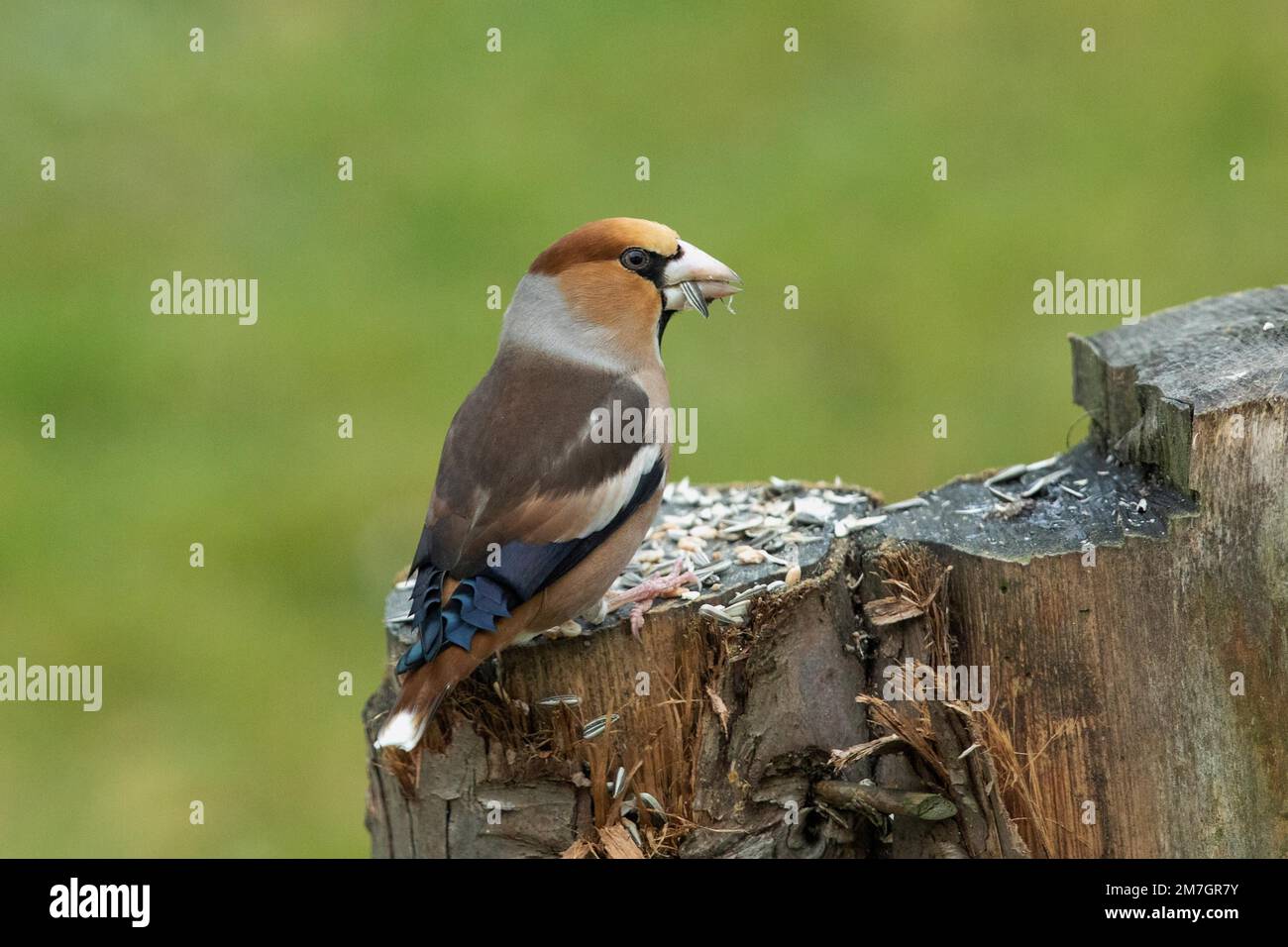 Kernbeisser with lining in beak sitting on tree trunk with lining ...