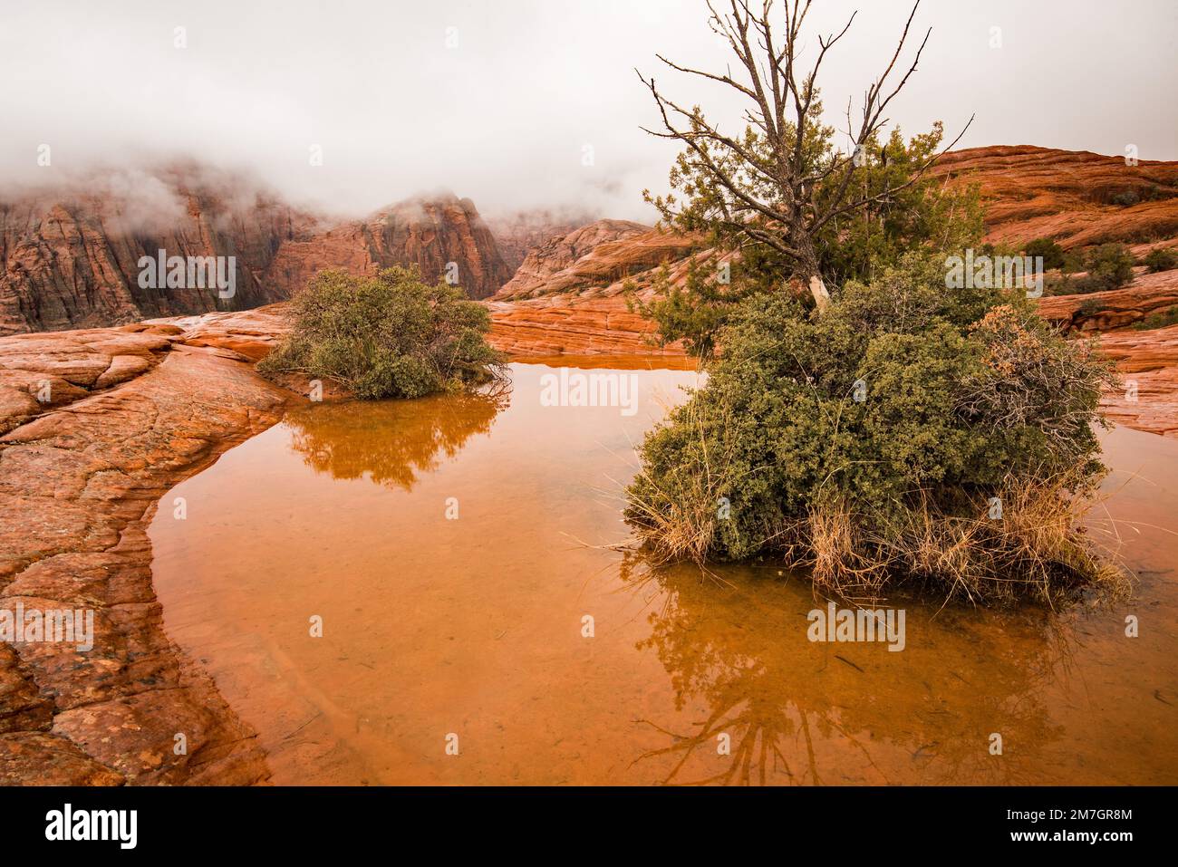 Life giving water pockets in the petrified sand dunes in Snow Canyon ...