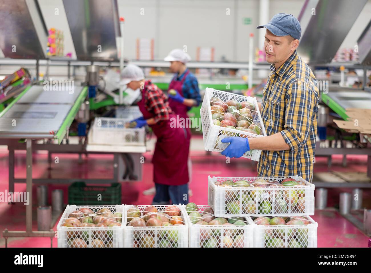 Worker carries boxes of mango fruits at factory Stock Photo - Alamy