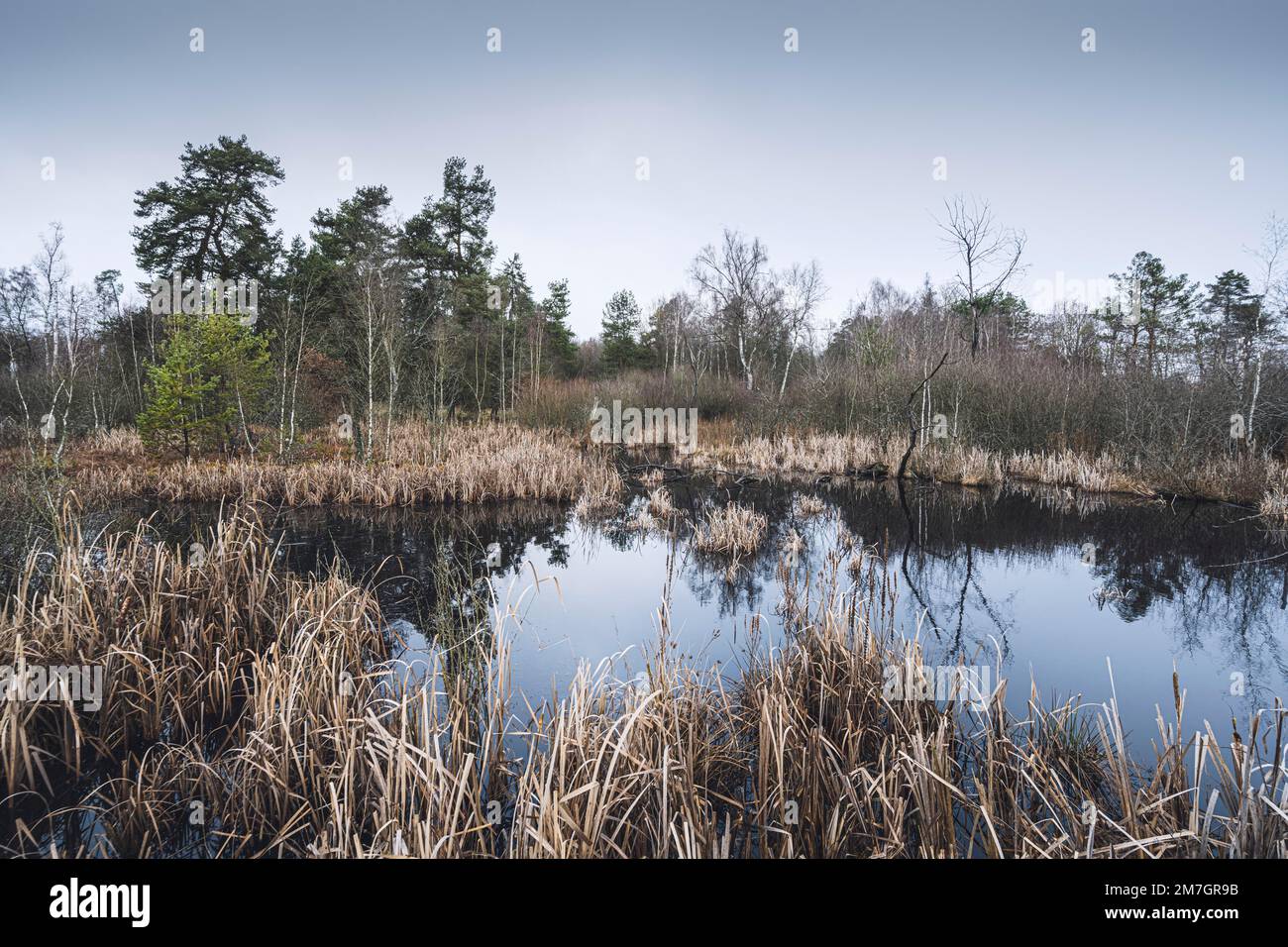 Nature reserve, rain moor, raised bog, Schwenninger moss, Black Forest ...