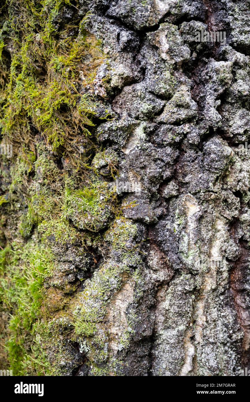 Tree bark, bark of an old birch (Betula), Baden-Wuerttemberg, Germany ...