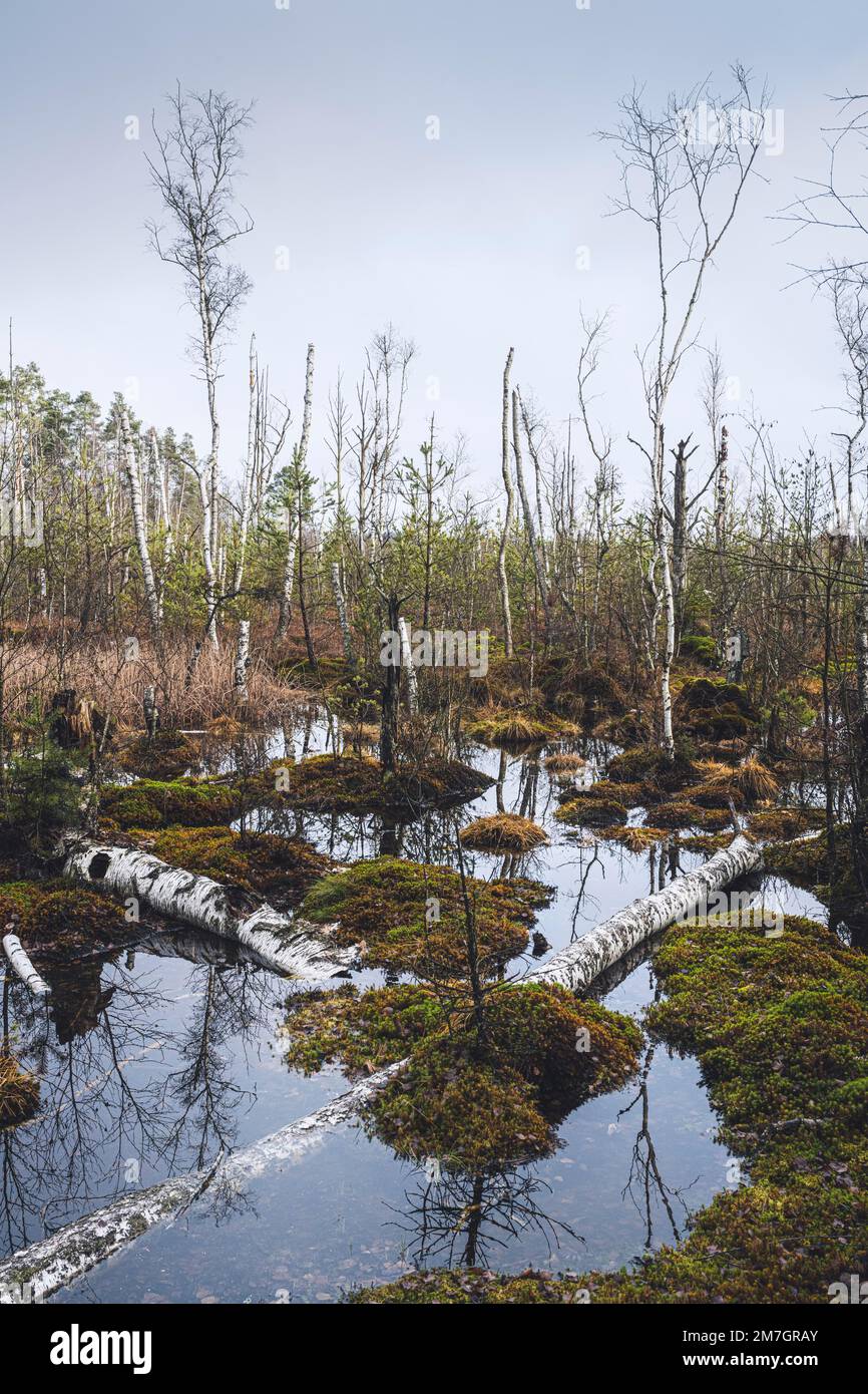 Nature reserve, rain moor, raised bog, Schwenninger moss, Black Forest ...