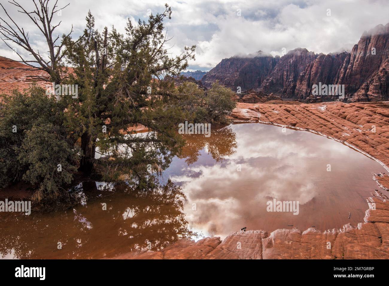 Life giving water pockets in the petrified sand dunes in Snow Canyon ...
