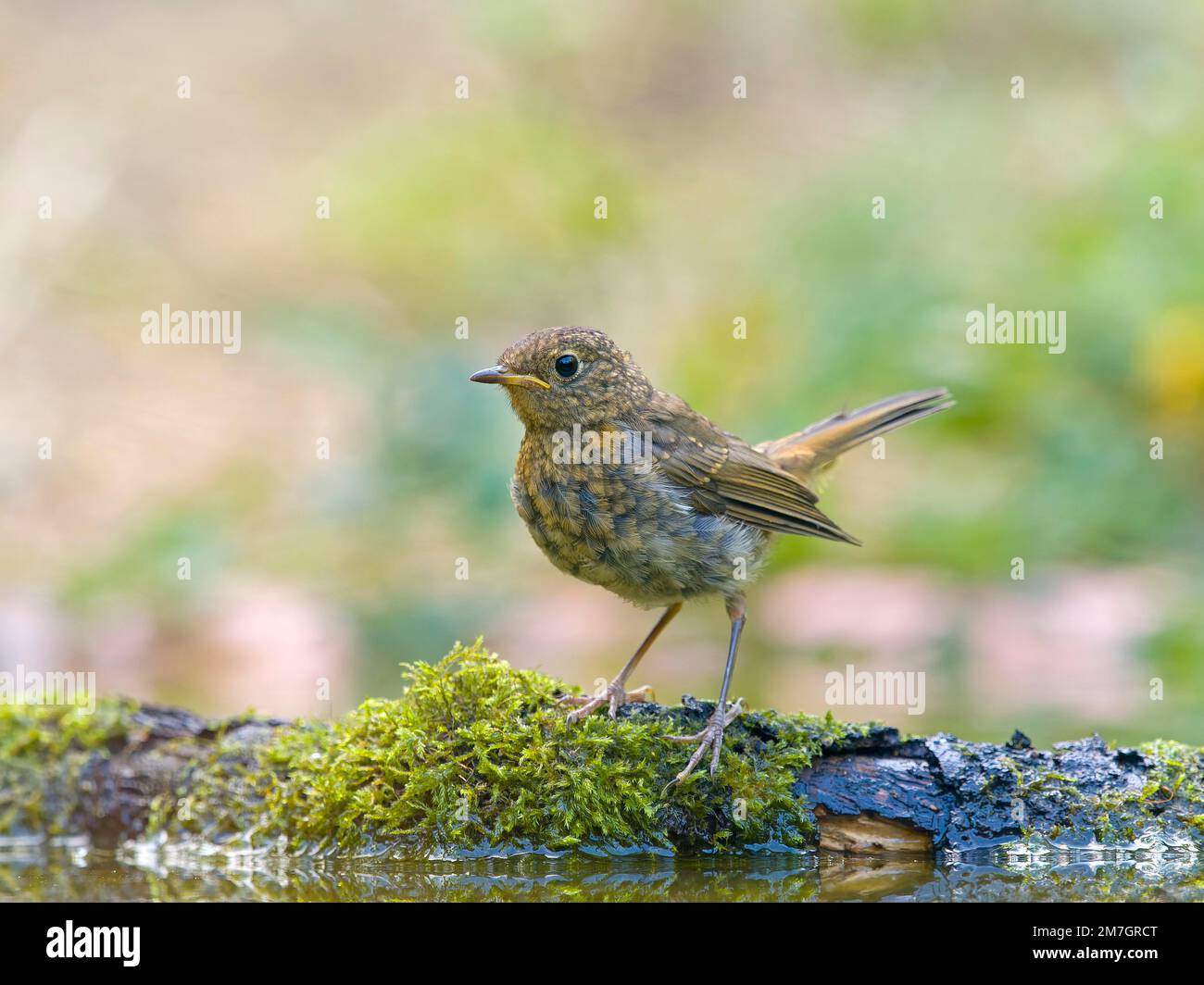 European robin (Erithacus rubecula), uncoloured young bird of this year ...
