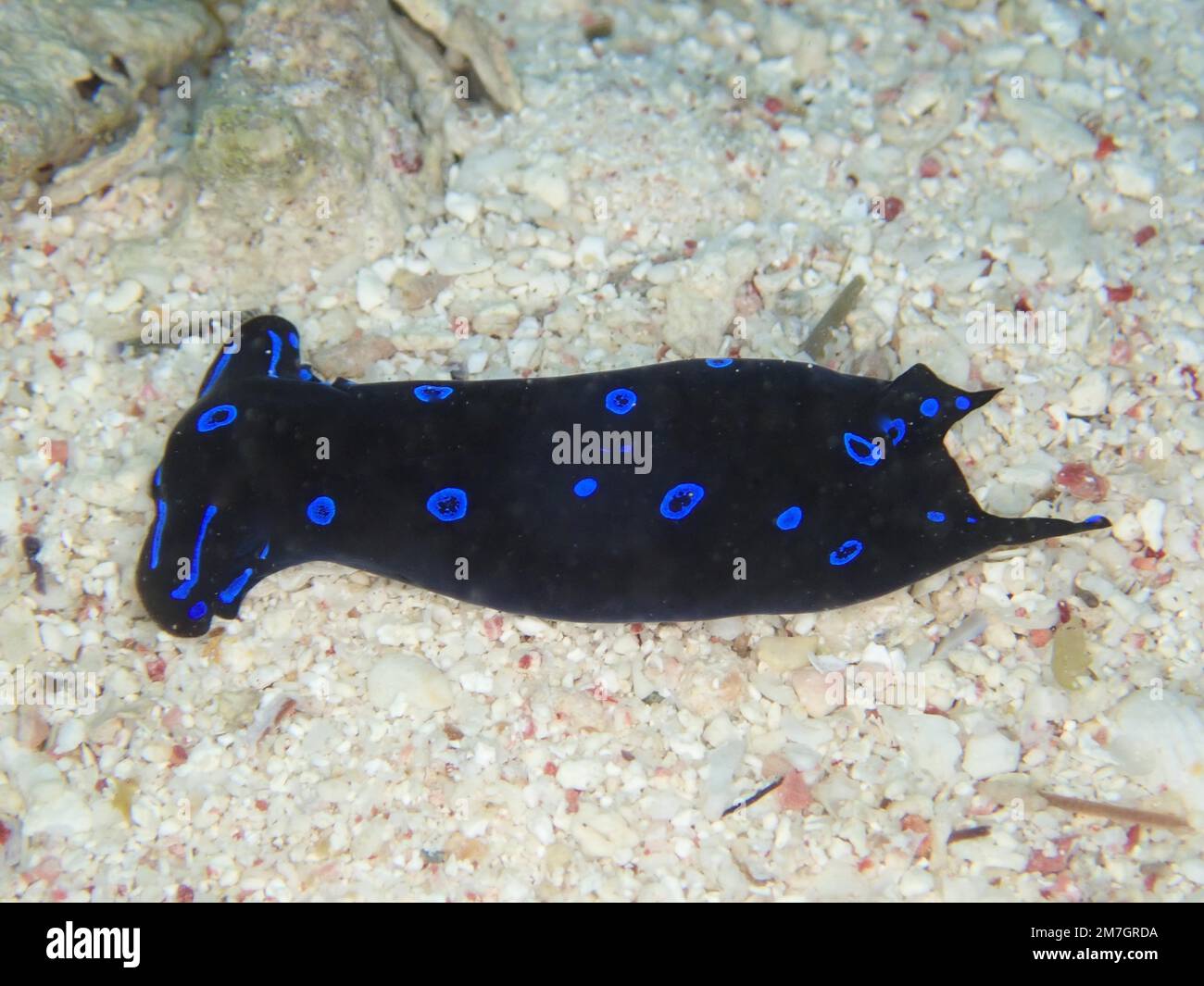 Blue-spotted headscarf snail (Chelidonura livida) . Dive site House ...