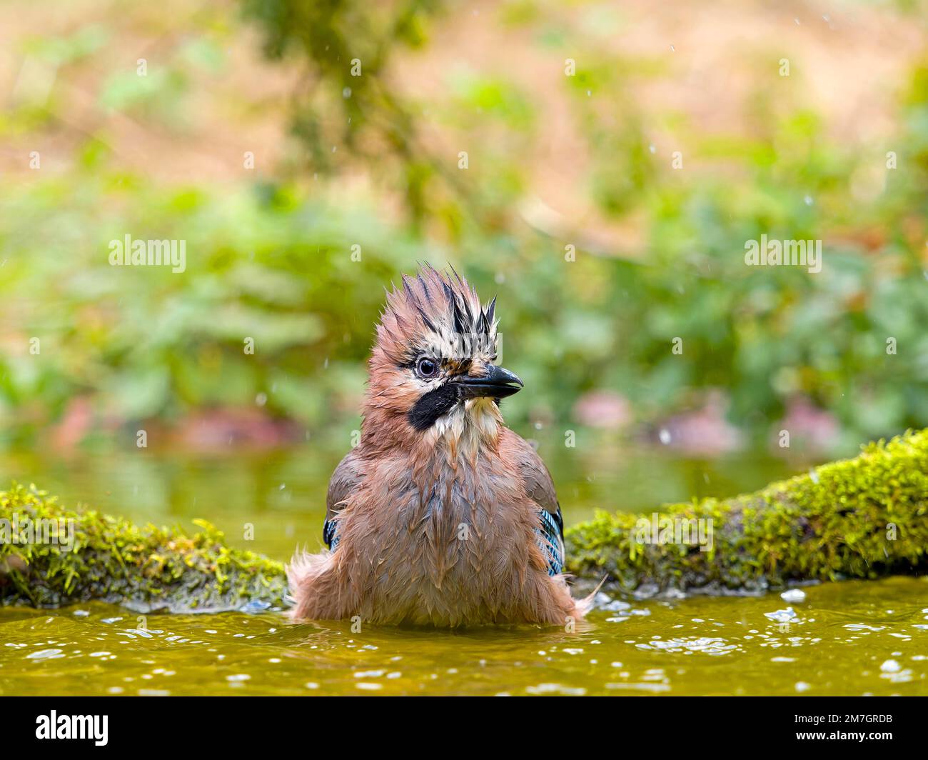 Eurasian jay (Garrulus glandarius) bathing in shallow water, Solms ...