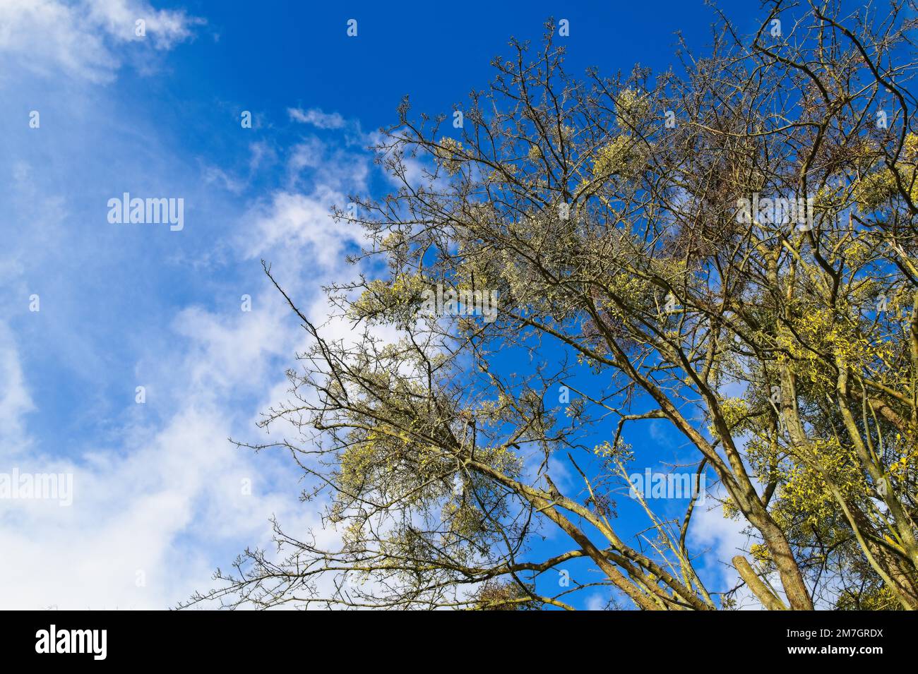 Detail of a large birch tree with golden leaves against a deep blue sky ...