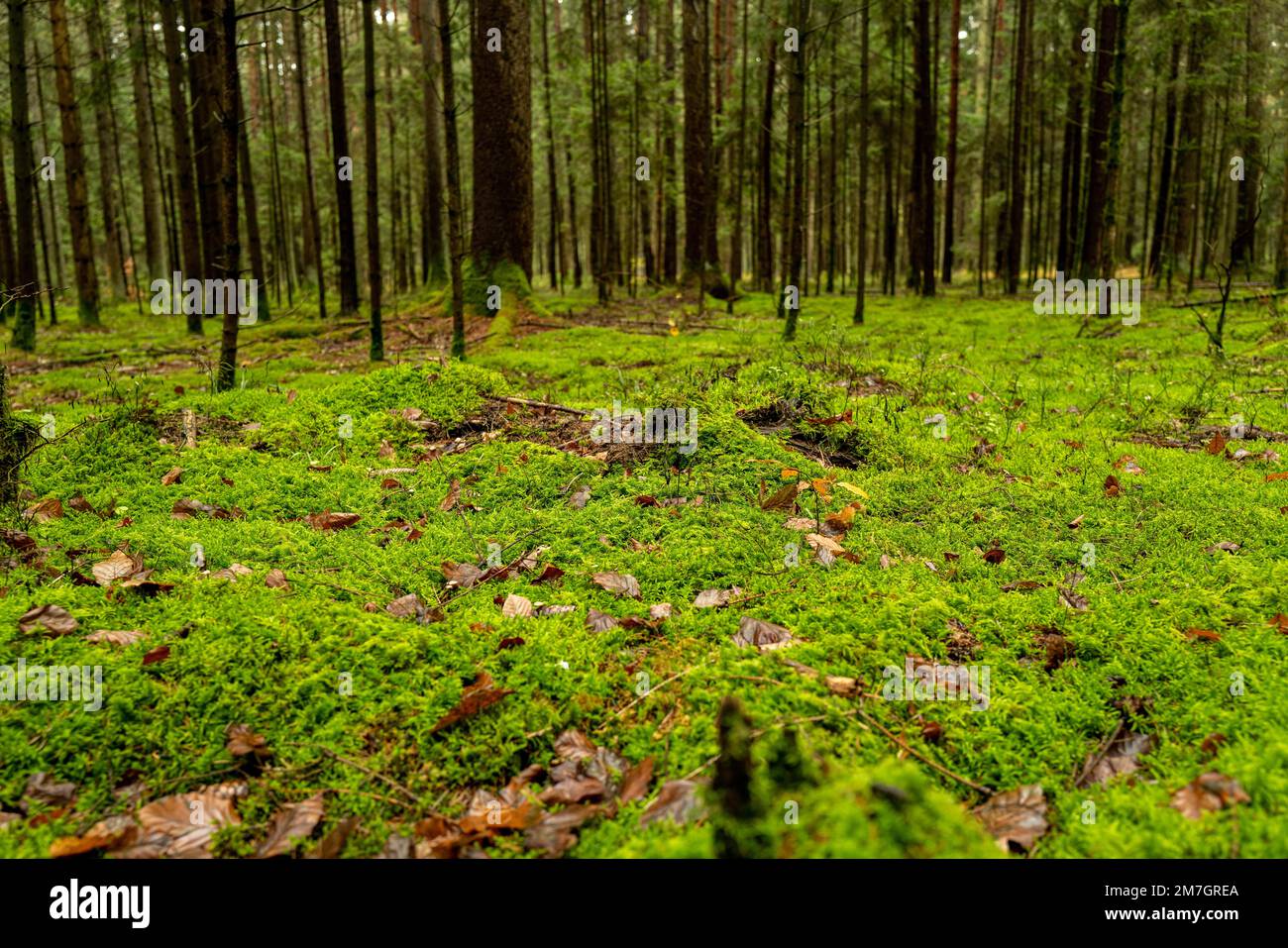 Ground level image hi-res stock photography and images - Alamy