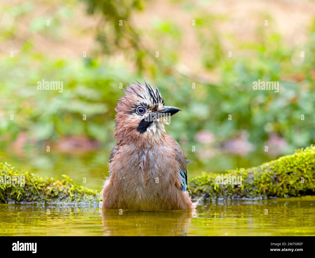 Eurasian jay (Garrulus glandarius) bathing in shallow water, Solms ...