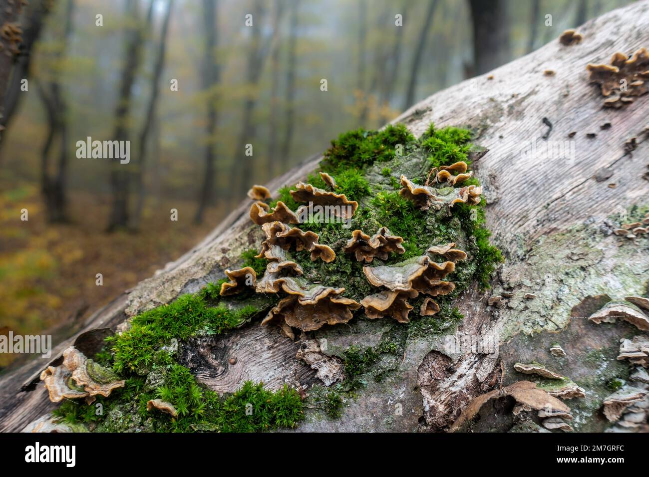 Detail of a tree trunk with moss and sponges and blurred forest as ...