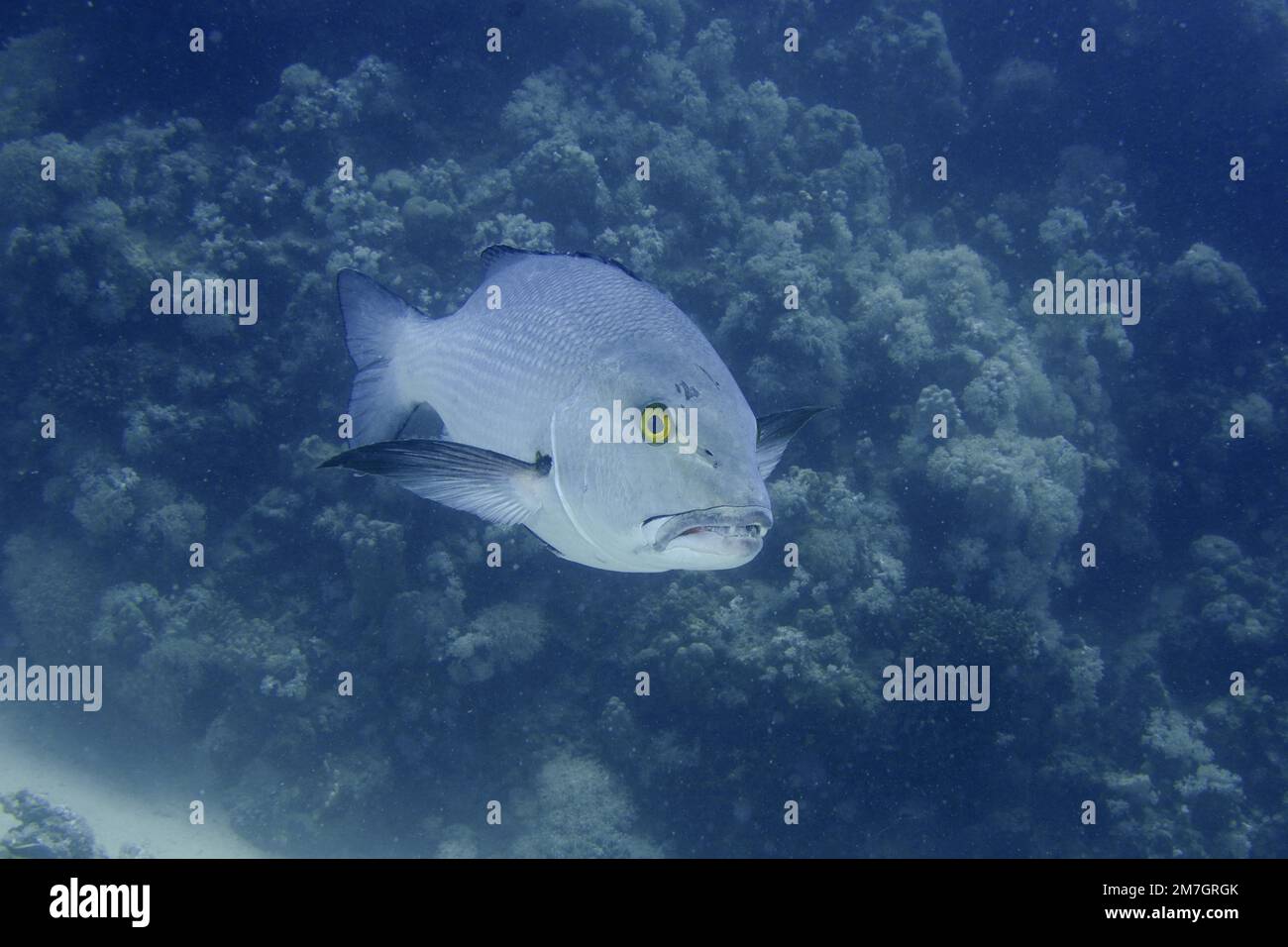 Two-spot red snapper (Lutjanus bohar) . Dive site House Reef, Mangrove ...