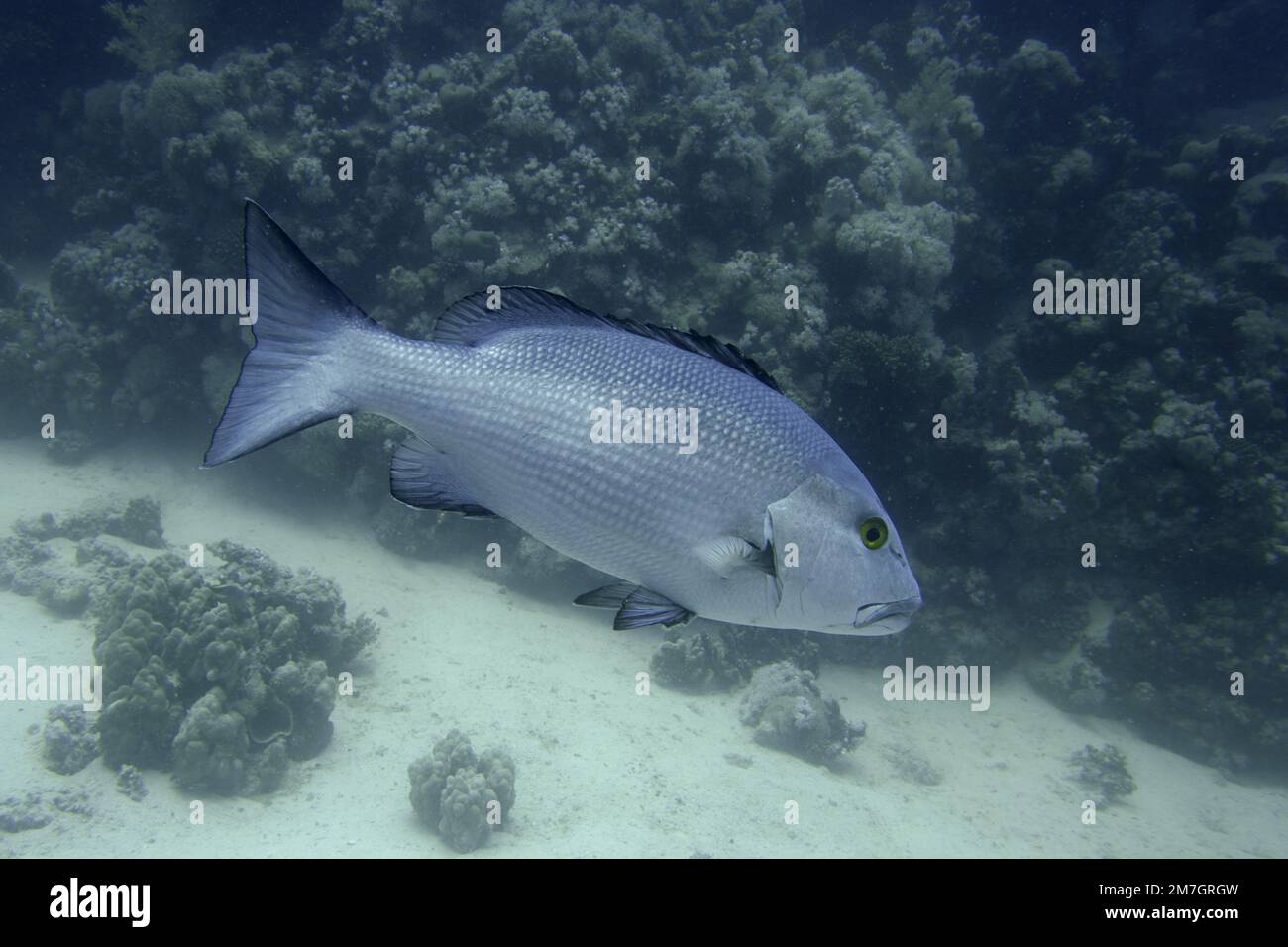 Two-spot red snapper (Lutjanus bohar) . Dive site House Reef, Mangrove ...